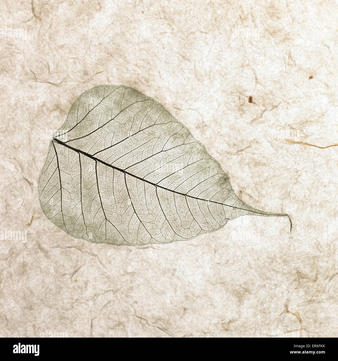 A leaf on a piece of paper with texture Stock Photo - Alamy