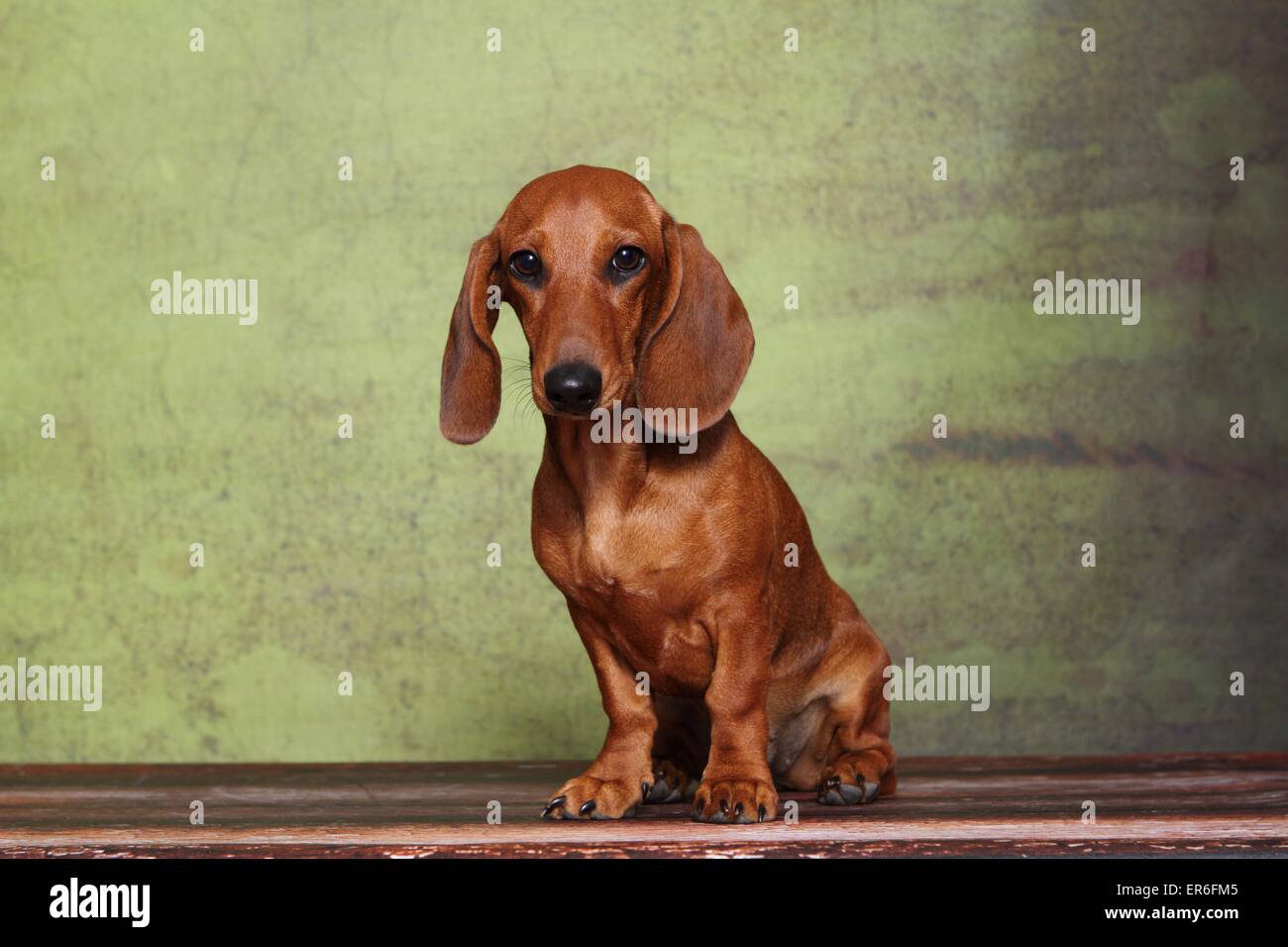 sitting shorthaired teckel Stock Photo - Alamy