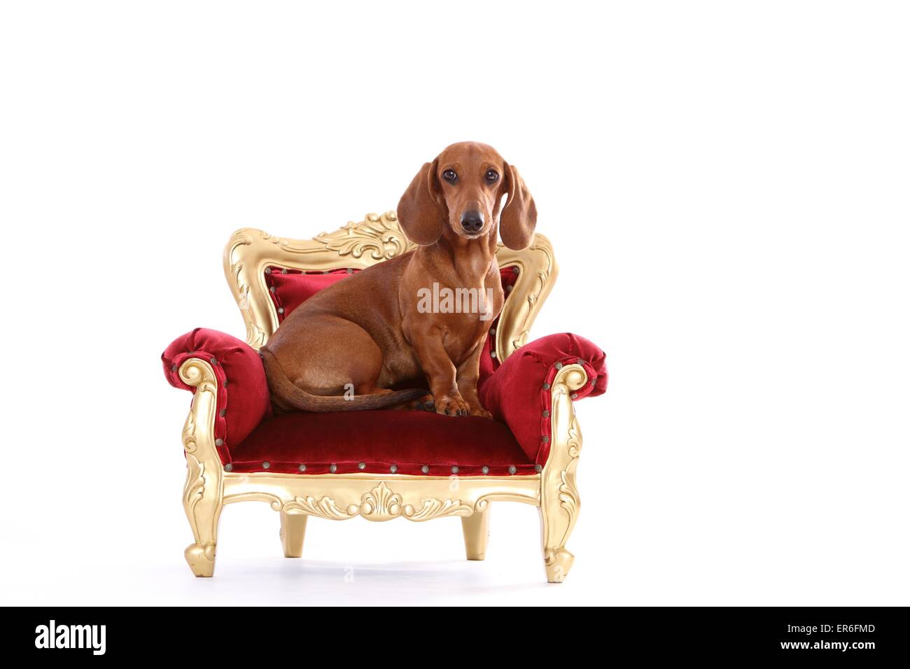 sitting shorthaired teckel Stock Photo - Alamy