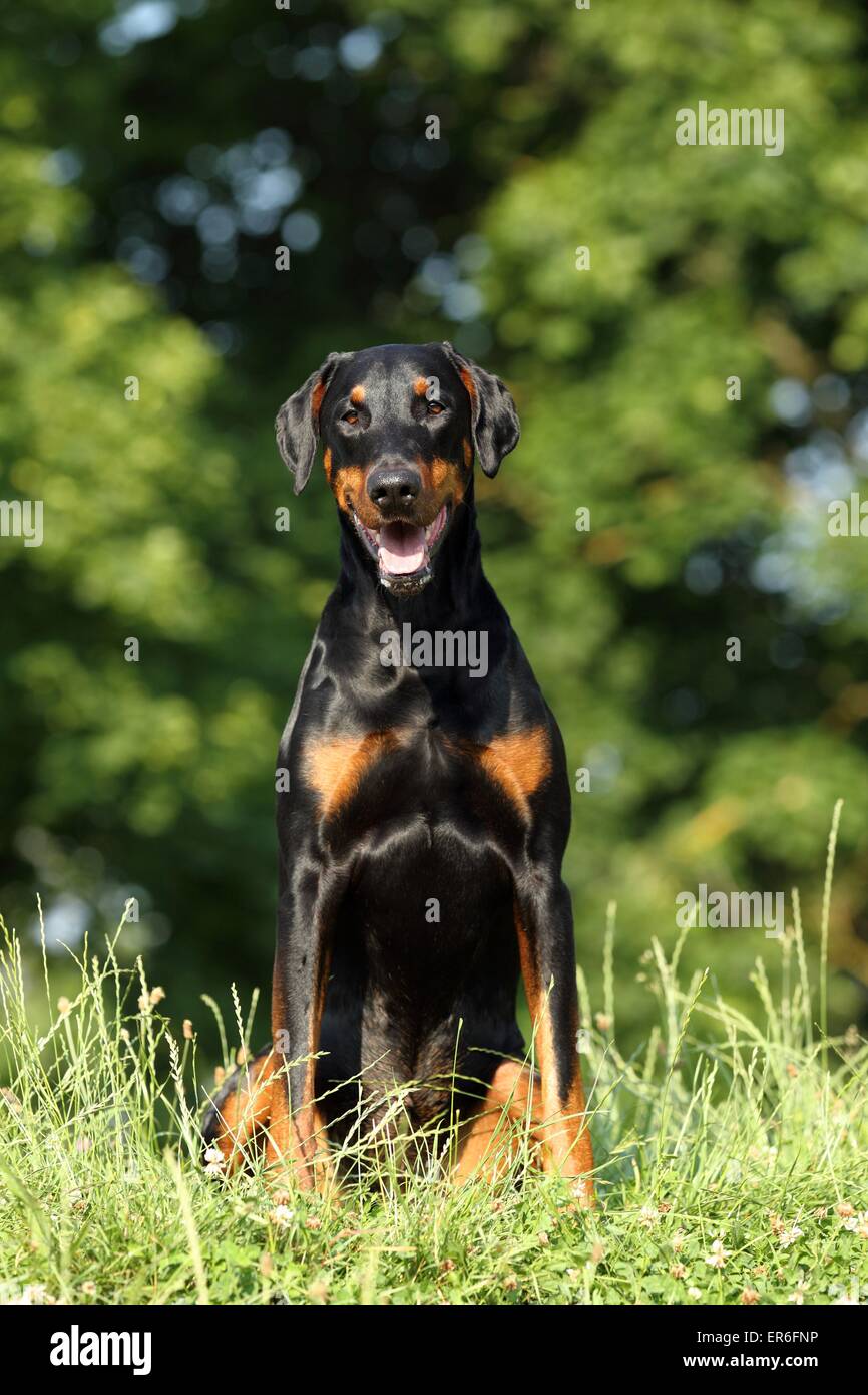 sitting Doberman Pinscher Stock Photo - Alamy