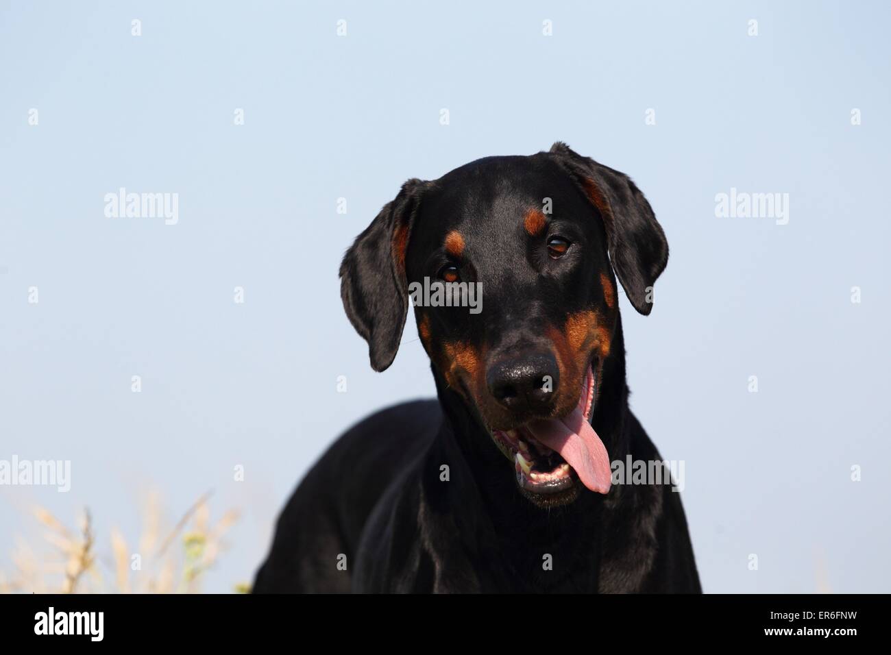 Doberman Pinscher Portrait Stock Photo - Alamy
