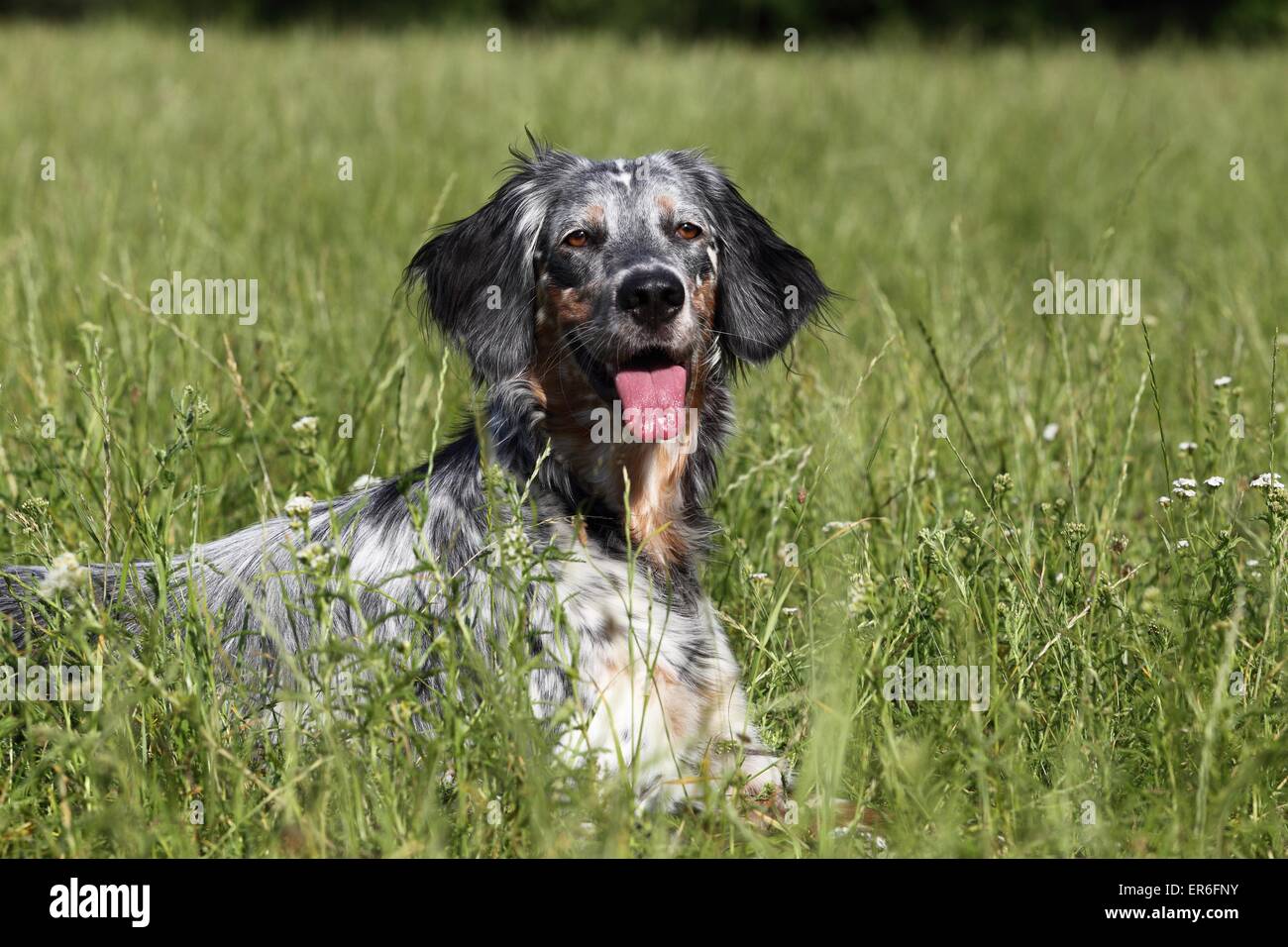 lying English Setter Stock Photo - Alamy