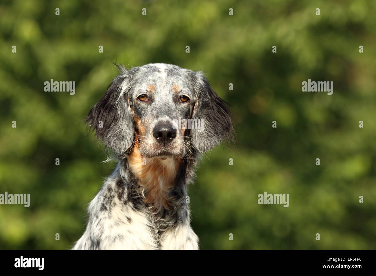 English setter hi-res stock photography and images - Alamy