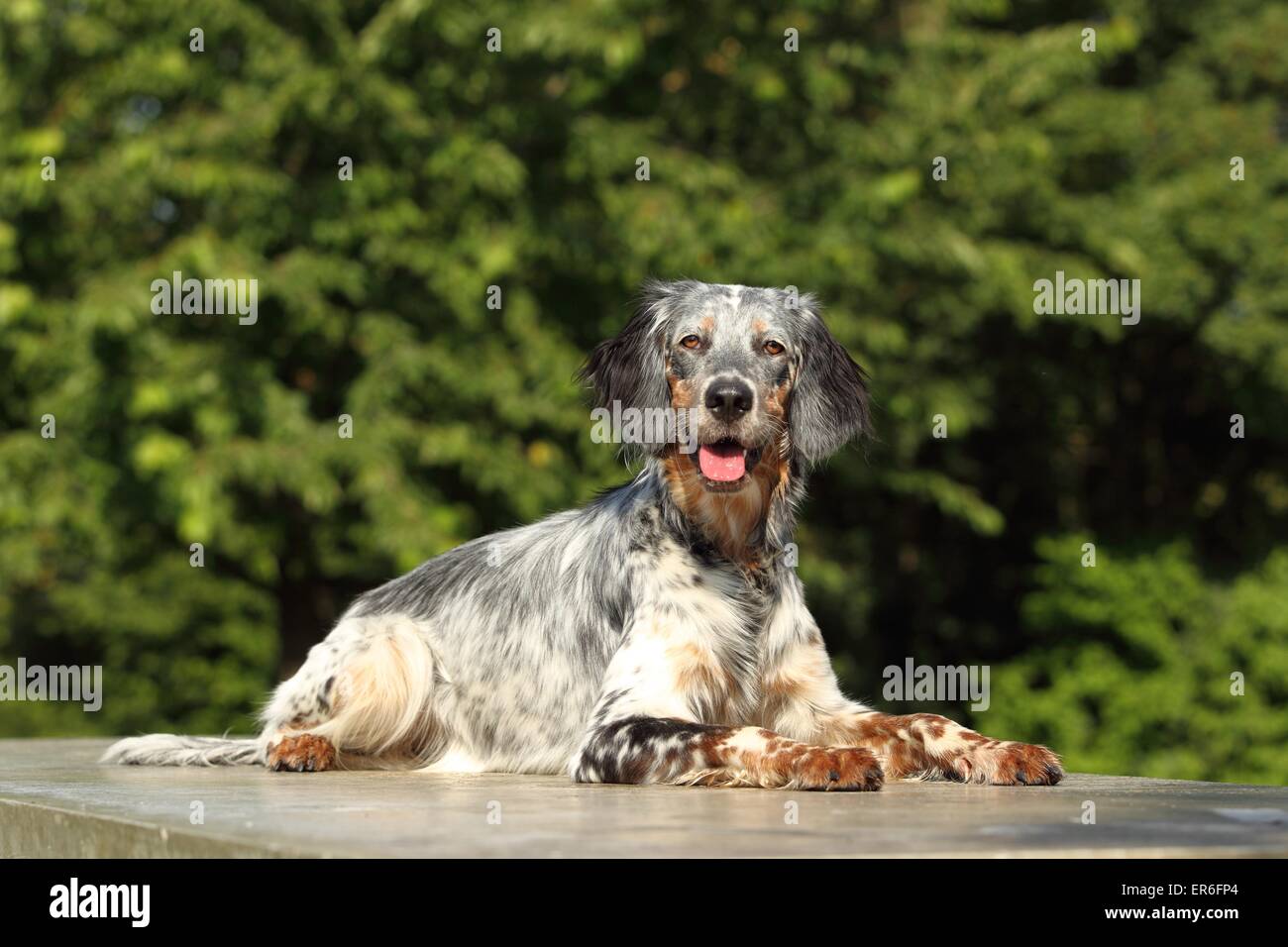 lying English Setter Stock Photo - Alamy