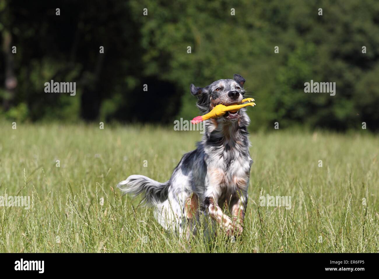 English setter adult running hi-res stock photography and images - Alamy