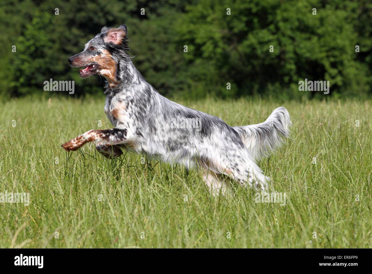 running English Setter Stock Photo - Alamy