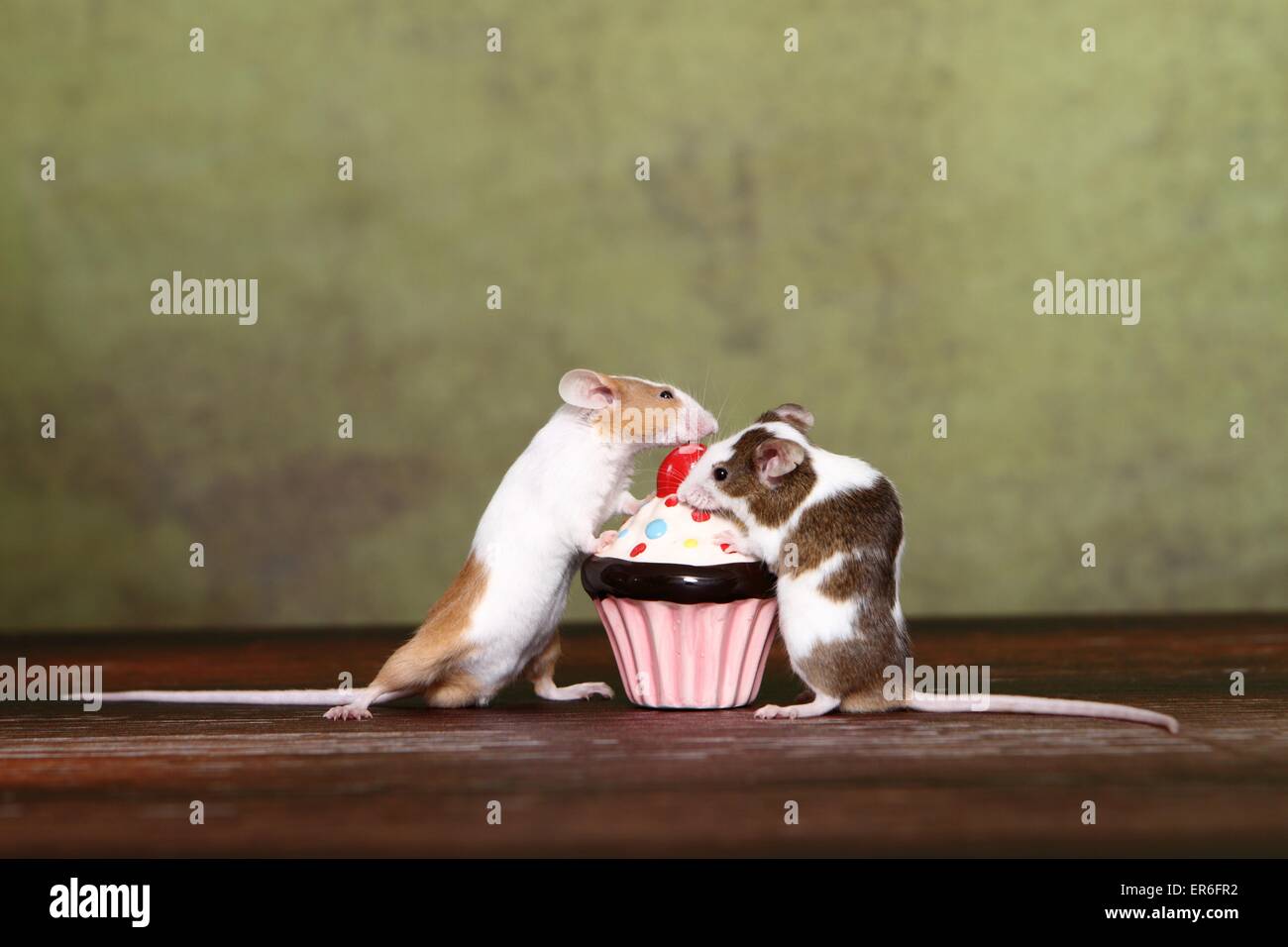 Mice and rodents hi-res stock photography and images - Alamy