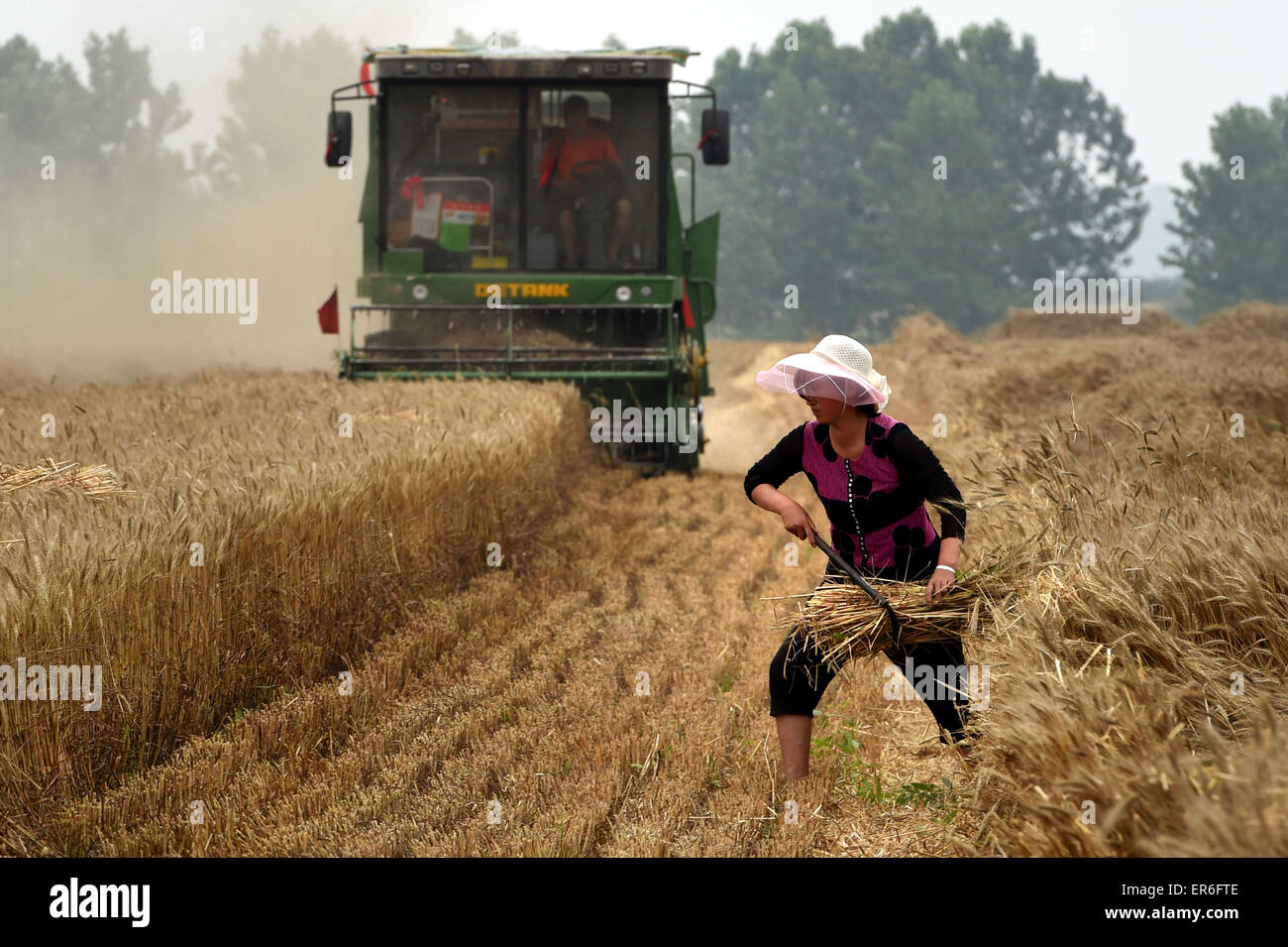 Zhengzhou, China's Henan Province. 28th May, 2015. A villager reaps ...