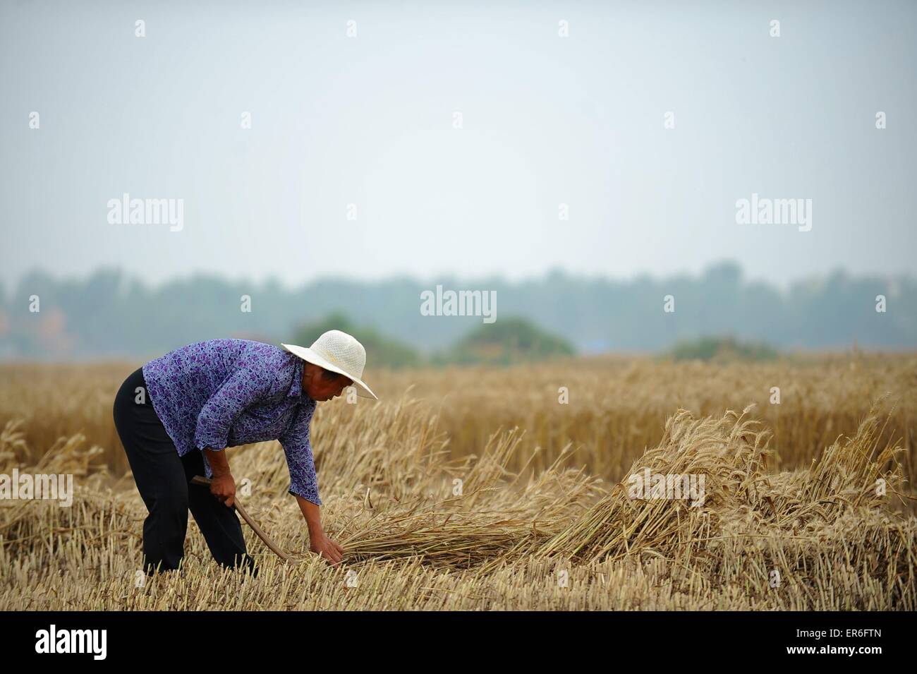 Zhengzhou, China's Henan Province. 28th May, 2015. A villager reaps ...