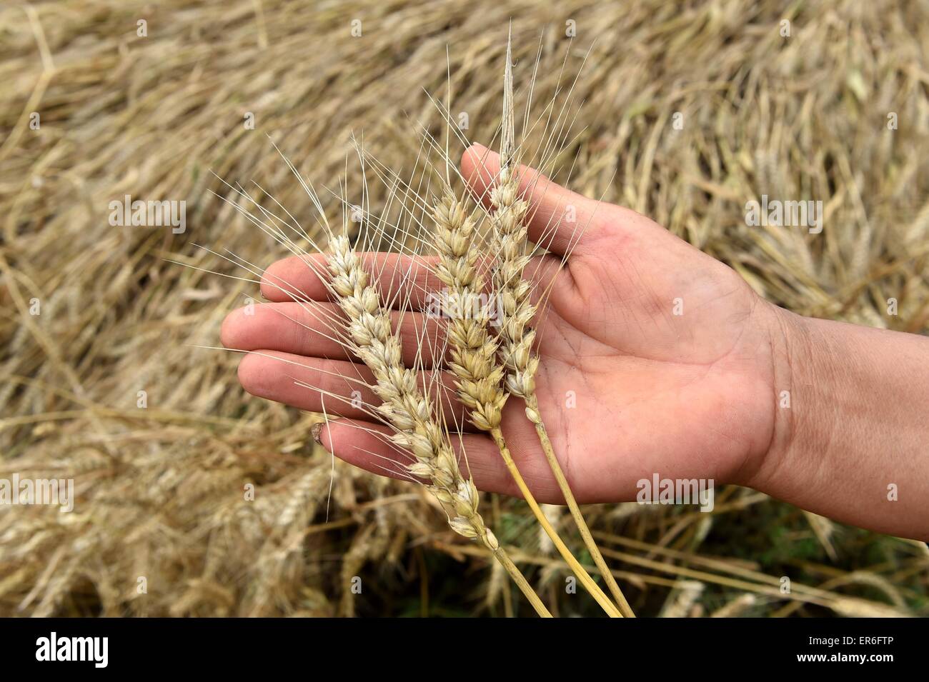Zhengzhou, China's Henan Province. 28th May, 2015. A villager shows the ...