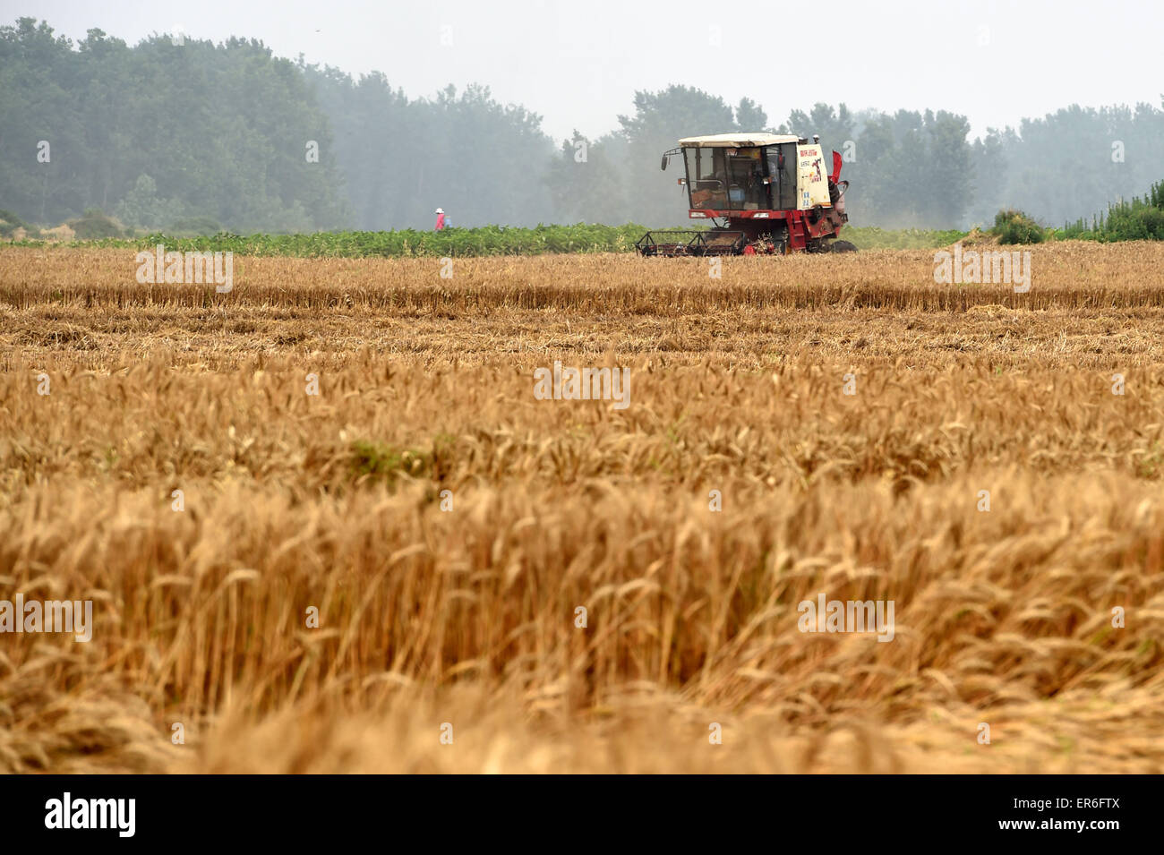 Zhengzhou, China's Henan Province. 28th May, 2015. A harvester reaps ...