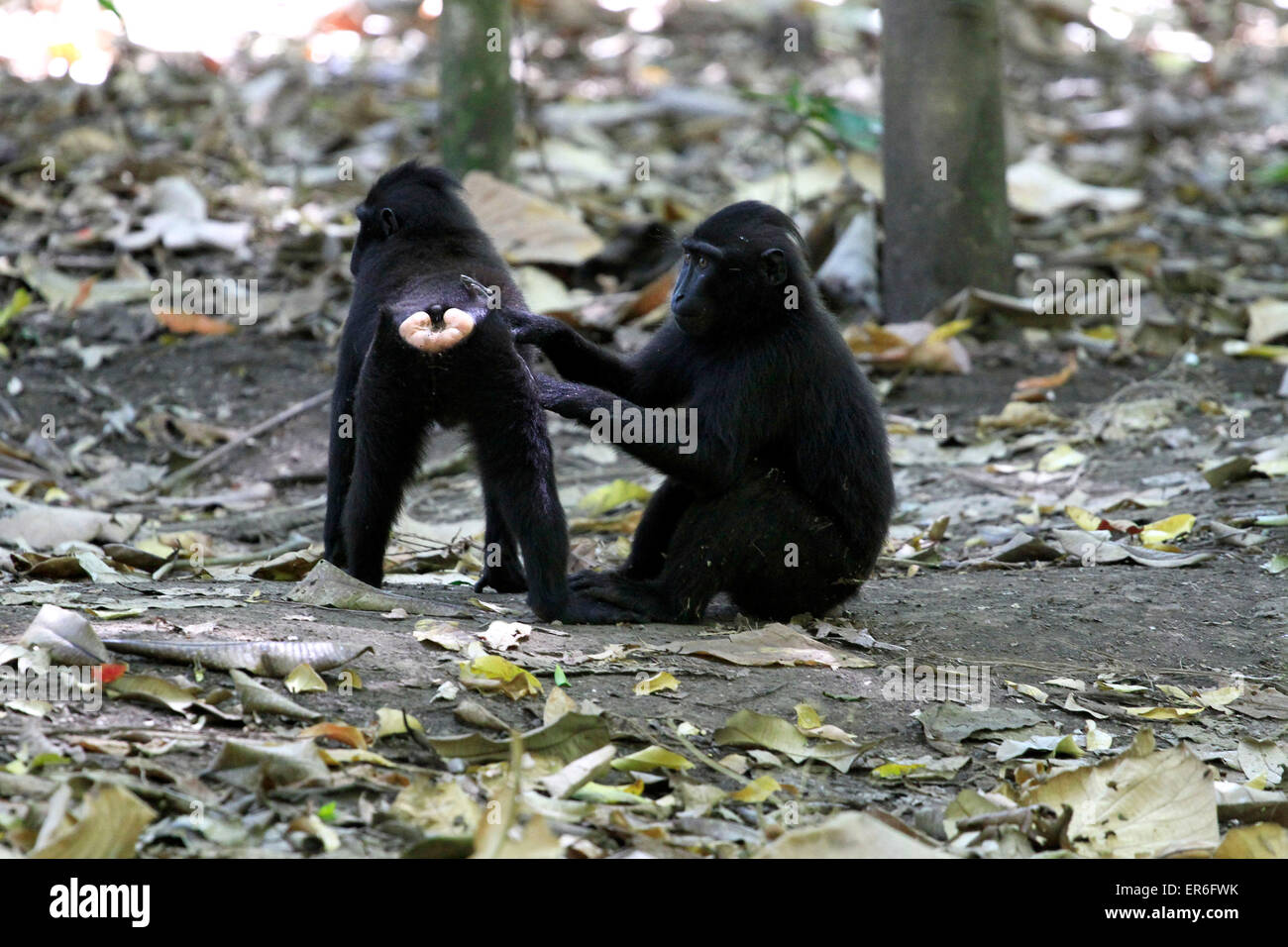 Bitung, Indonesia. 27th May, 2015. The Sulawesi black monkey (Macaca ...