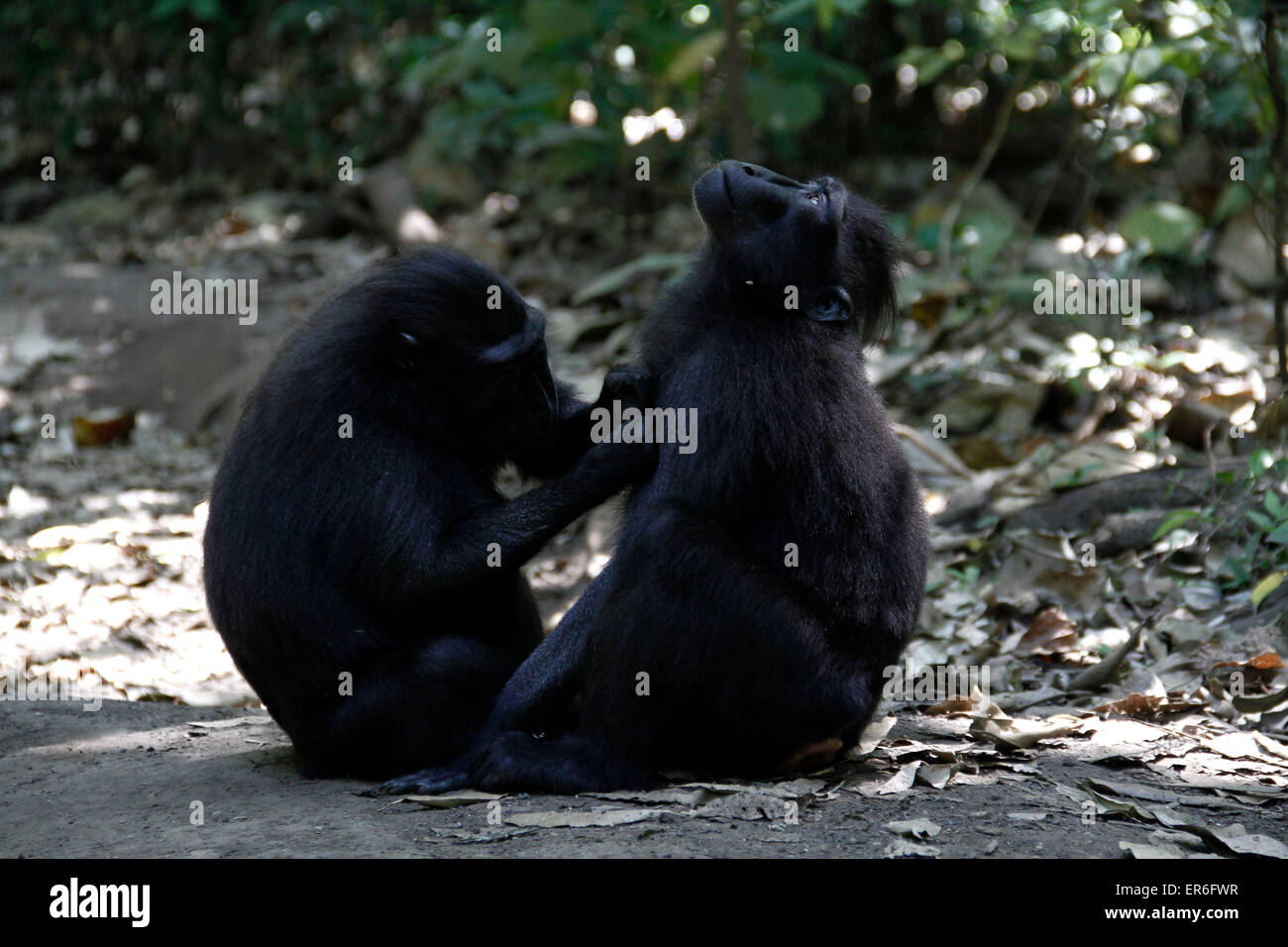 Bitung, Indonesia. 27th May, 2015. The Sulawesi black monkey (Macaca ...