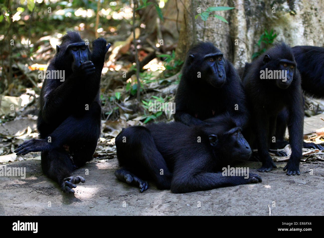 Bitung, Indonesia. 27th May, 2015. The Sulawesi black monkey (Macaca ...