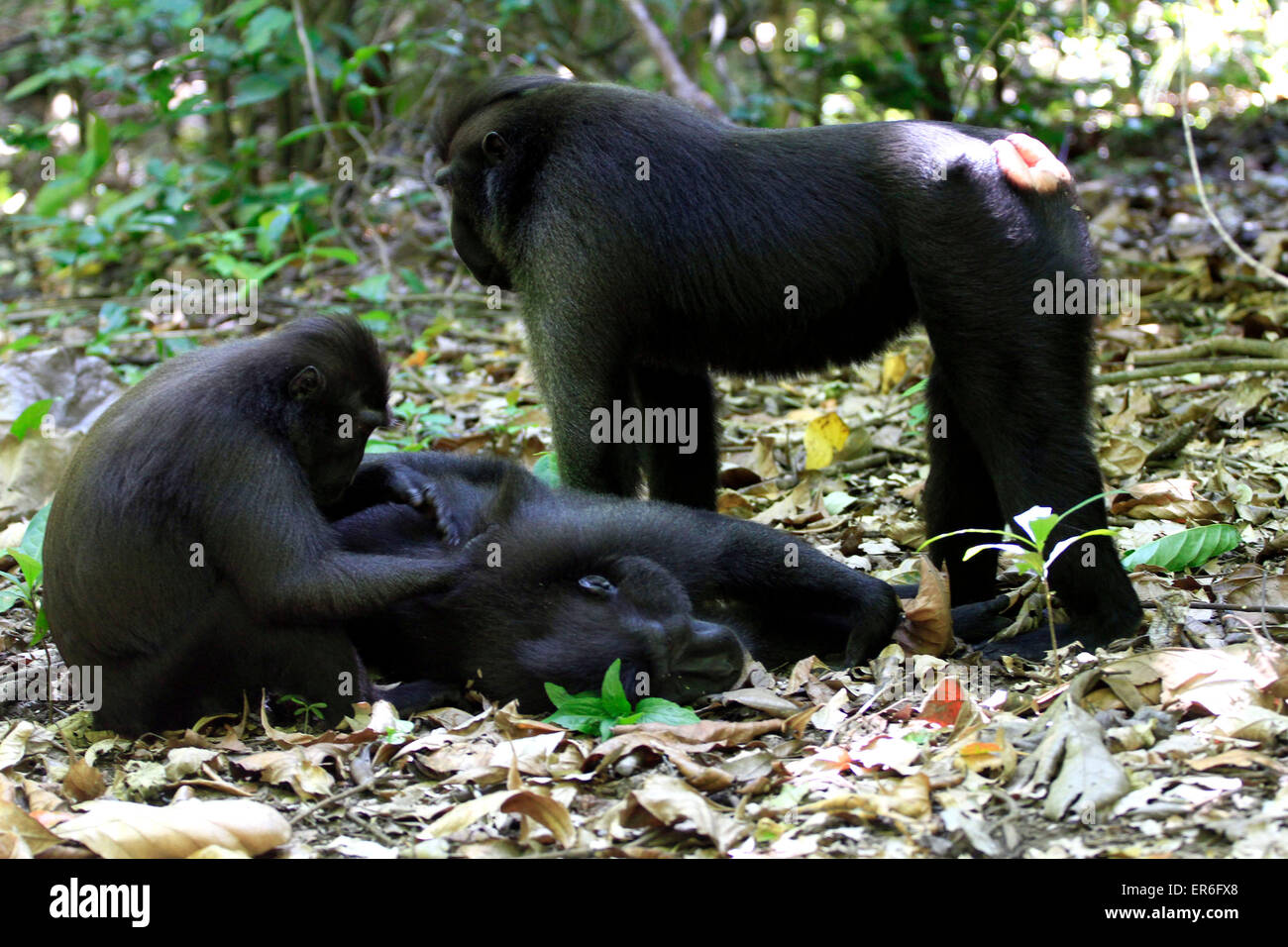 Bitung, Indonesia. 27th May, 2015. The Sulawesi black monkey (Macaca ...