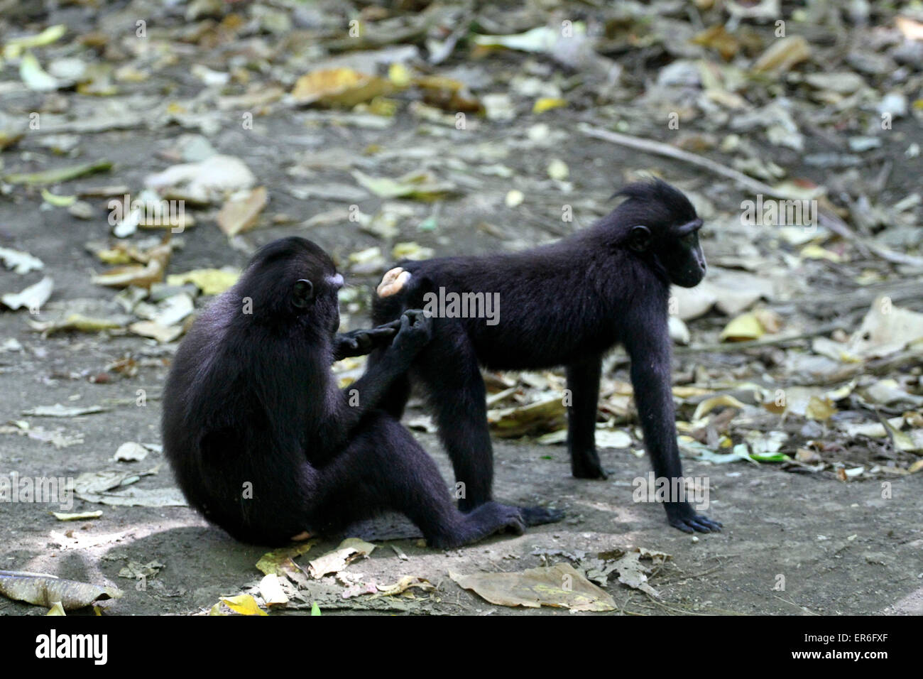 Bitung, Indonesia. 27th May, 2015. The Sulawesi black monkey (Macaca ...