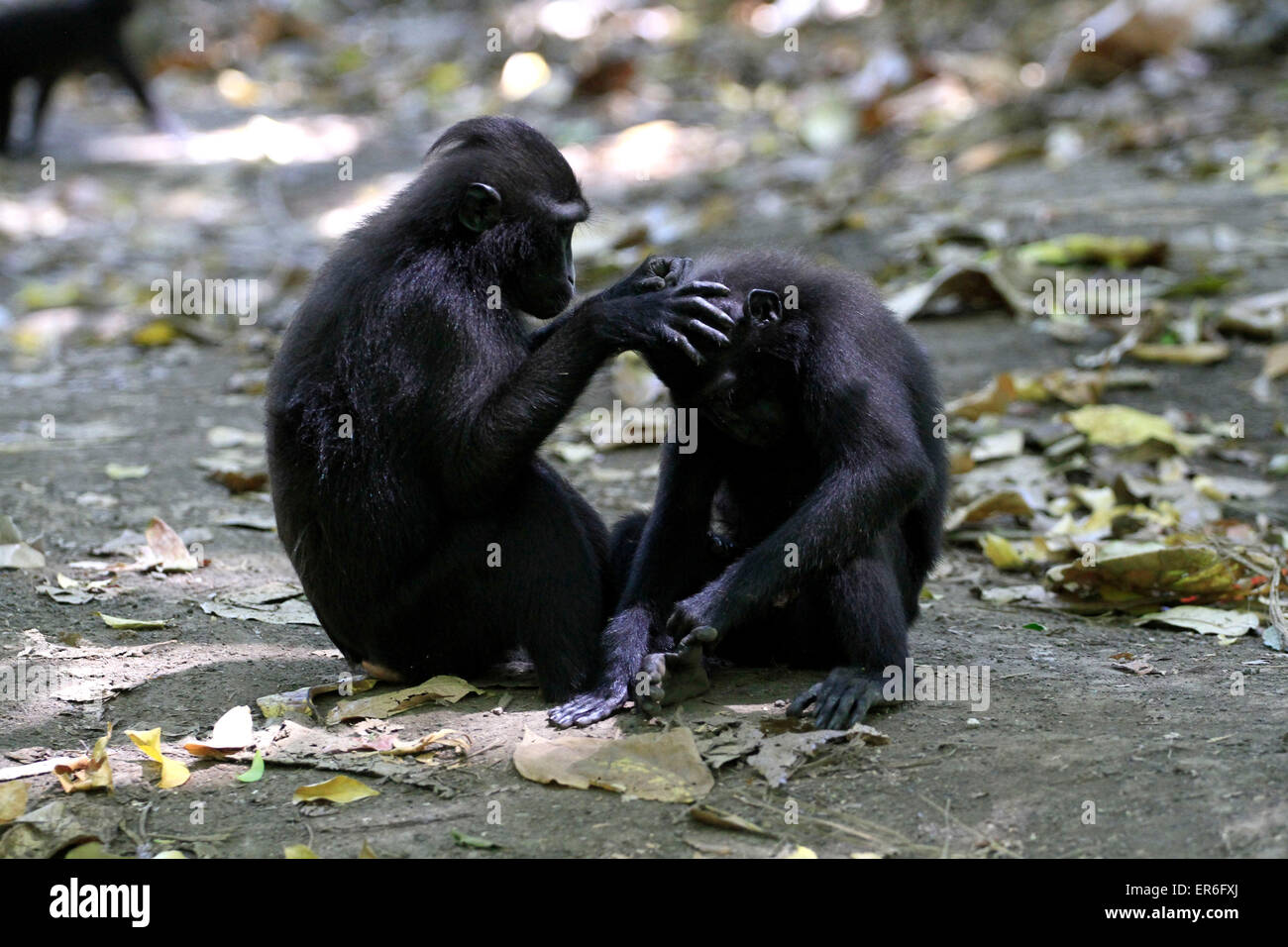 Bitung, Indonesia. 27th May, 2015. The Sulawesi black monkey (Macaca ...