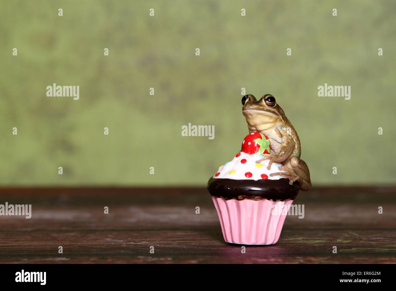 green and golden bell frog Stock Photo - Alamy