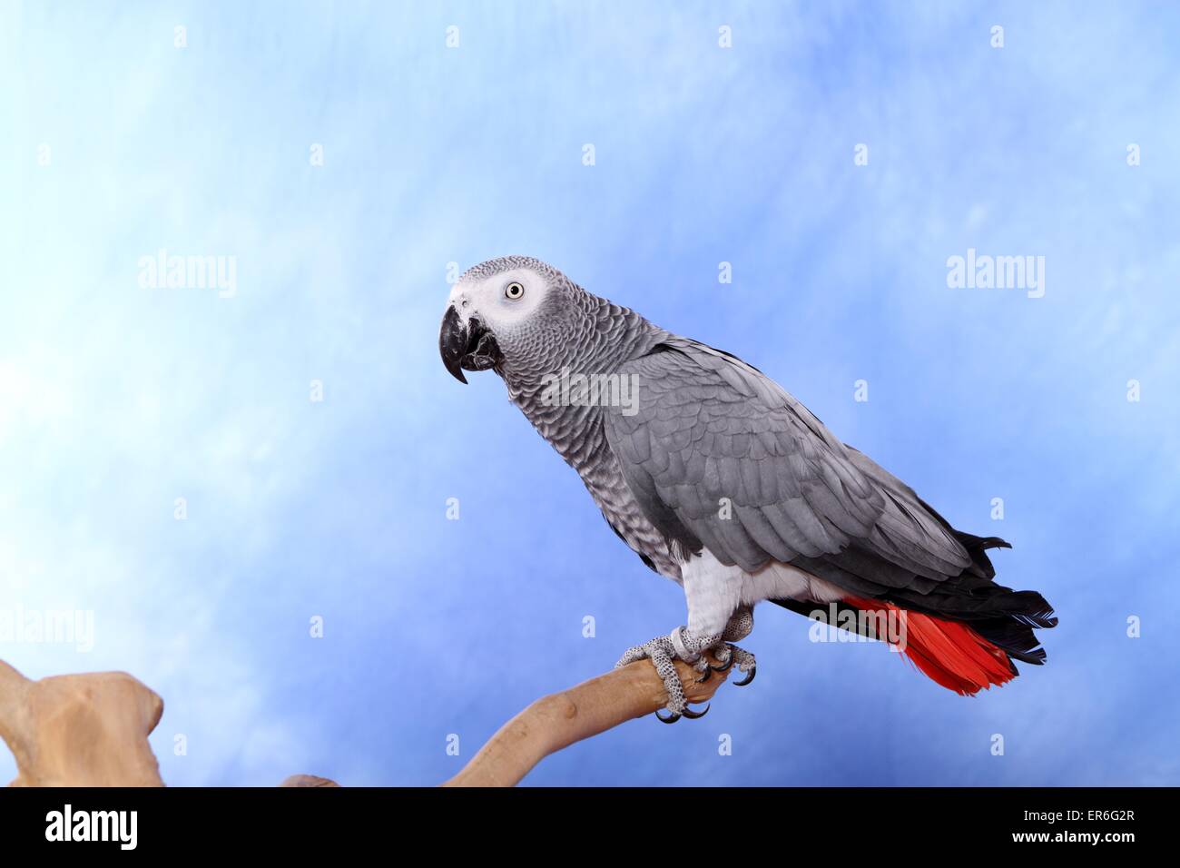 african grey parrot Stock Photo - Alamy