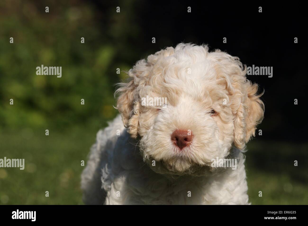 Lagotto Romagnolo puppy Stock Photo - Alamy