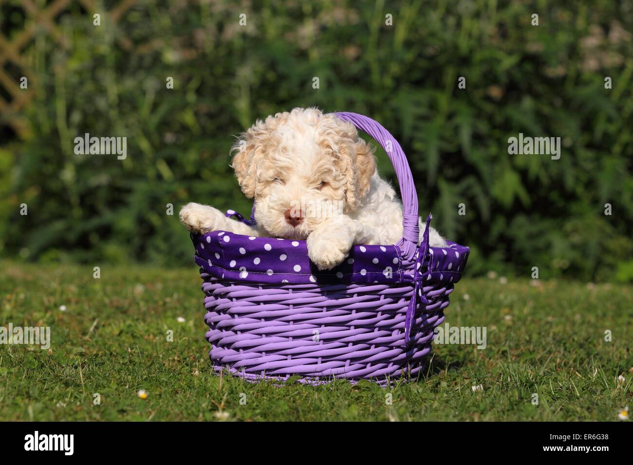 Lagotto Romagnolo puppy Stock Photo - Alamy