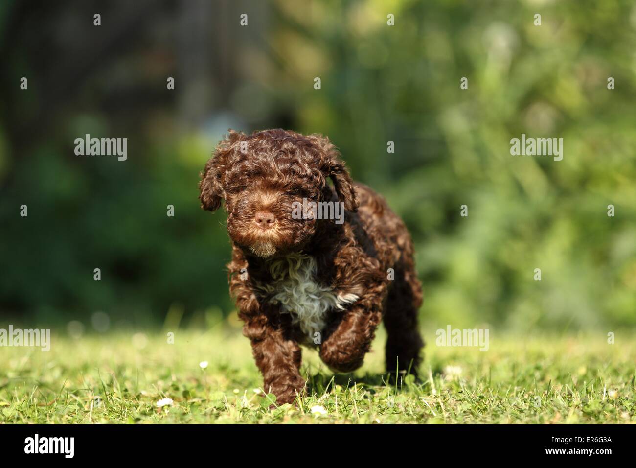 Lagotto Romagnolo puppy Stock Photo - Alamy