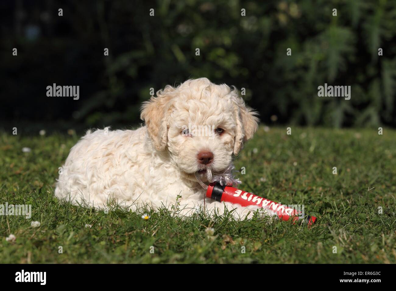 Lagotto Romagnolo puppy Stock Photo - Alamy