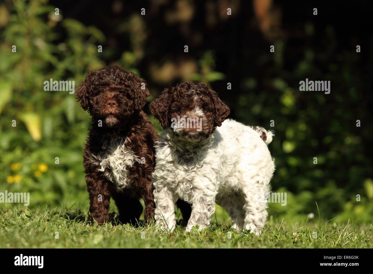 Lagotto Romagnolo puppies Stock Photo - Alamy