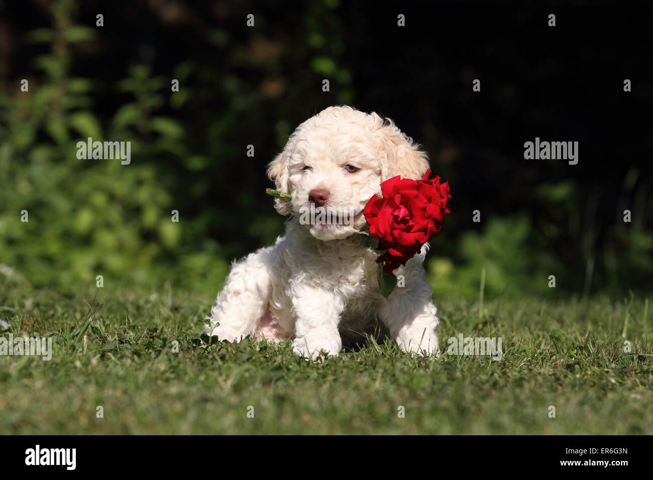 Lagotto Romagnolo puppy Stock Photo - Alamy