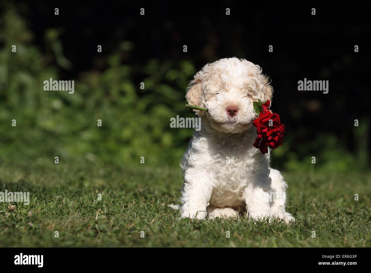 Lagotto Romagnolo puppy Stock Photo - Alamy