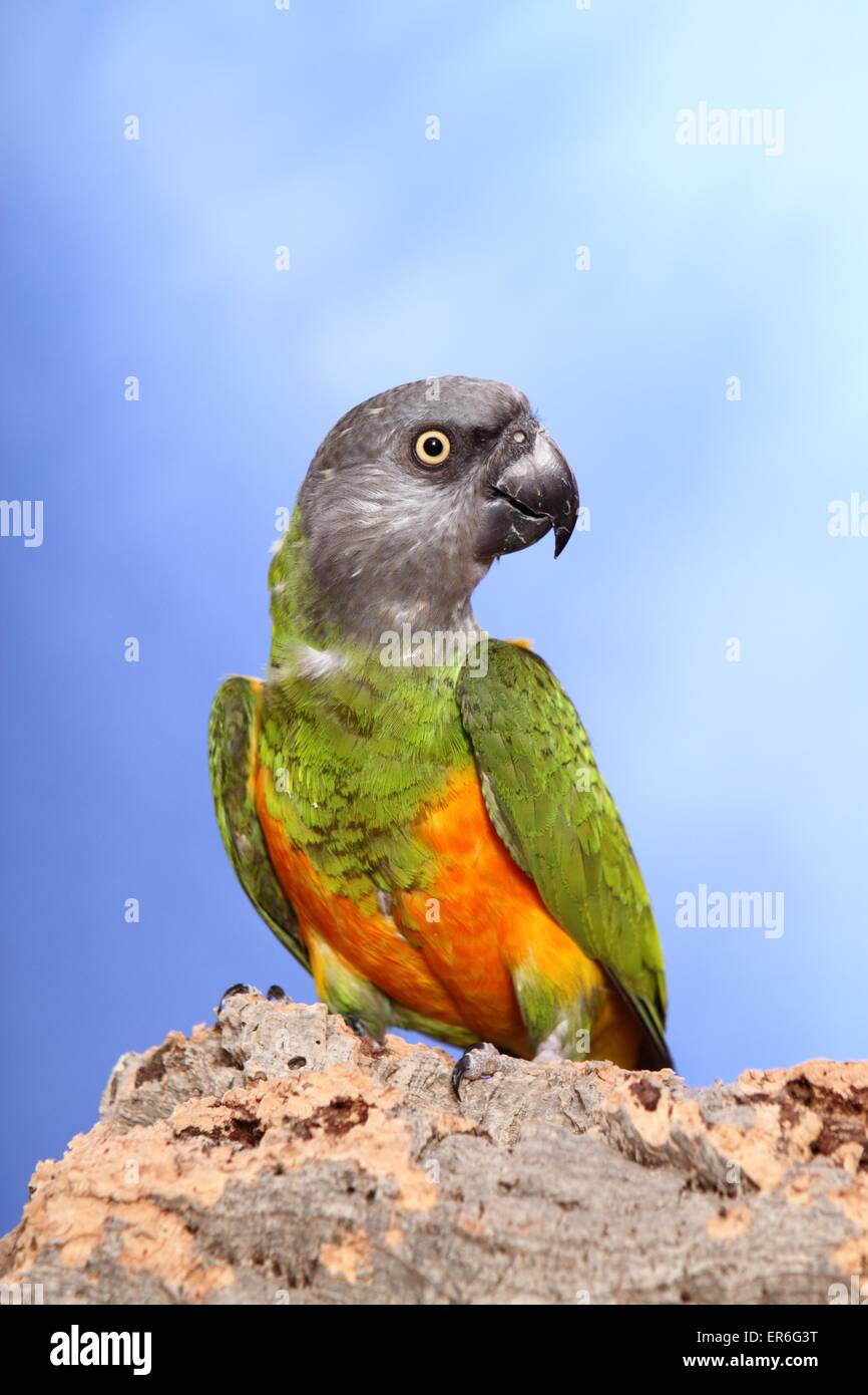 Senegal Parrot High Resolution Stock Photography and Images - Alamy