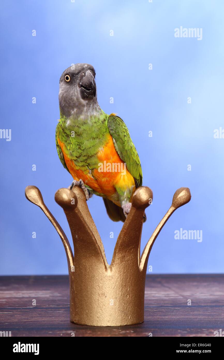 Senegal parrot hi-res stock photography and images - Alamy