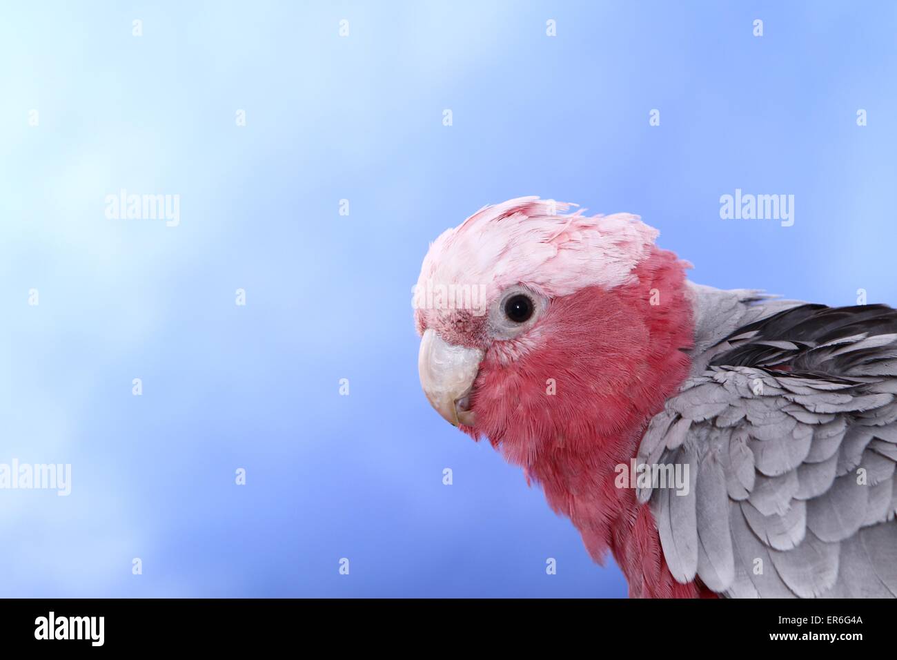 Blue cockatoo hi-res stock photography and images - Alamy