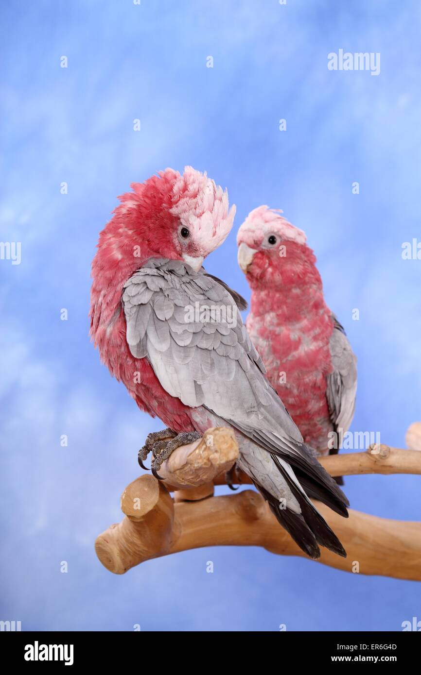 Galah cockatoo hi-res stock photography and images - Alamy