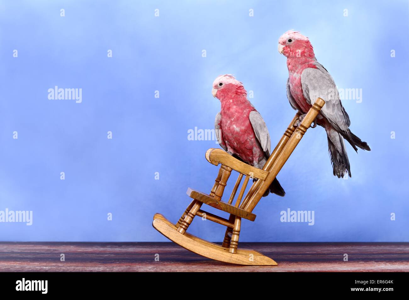 Roseate bird hi-res stock photography and images - Alamy