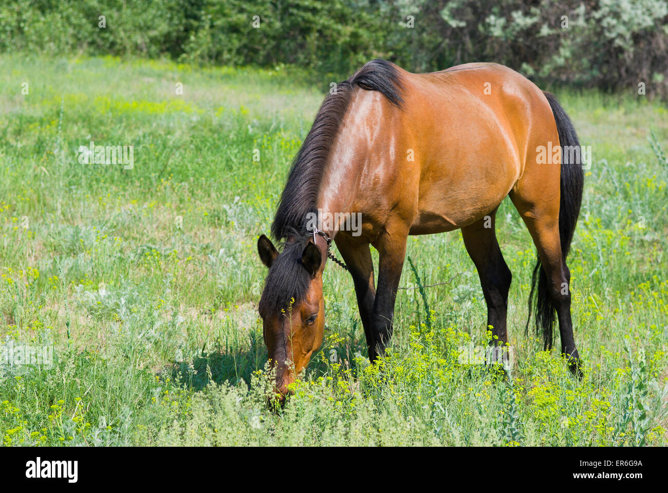 Chestnut horse (mare) on a spring pasture Stock Photo - Alamy