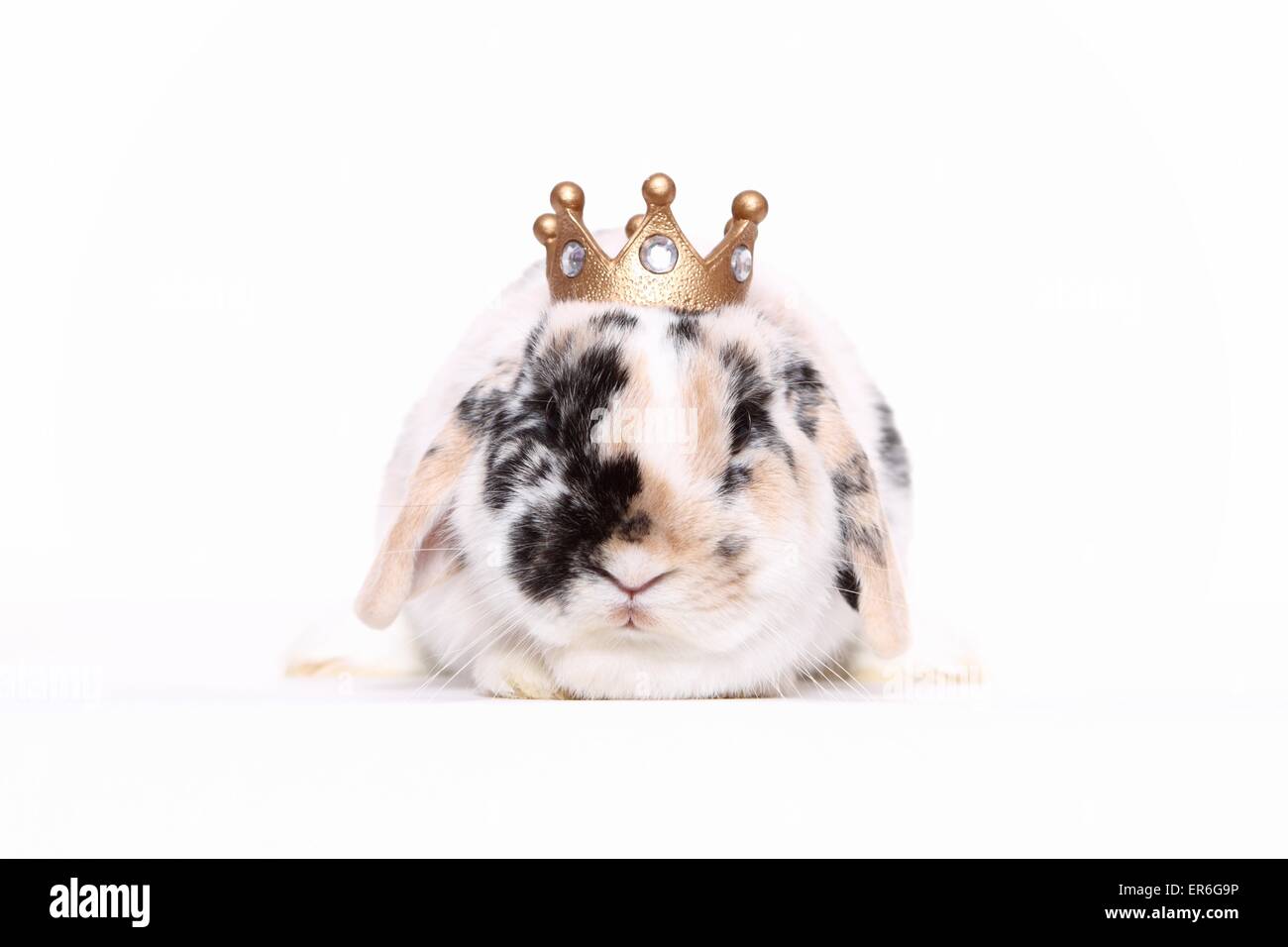 Black And White Lop Eared Rabbit High Resolution Stock Photography and ...