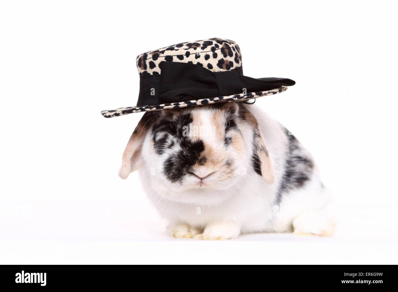 Tricolor lop eared rabbit hi-res stock photography and images - Alamy