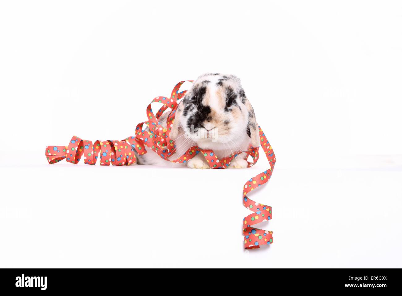 Black white lop eared rabbit hi-res stock photography and images - Alamy