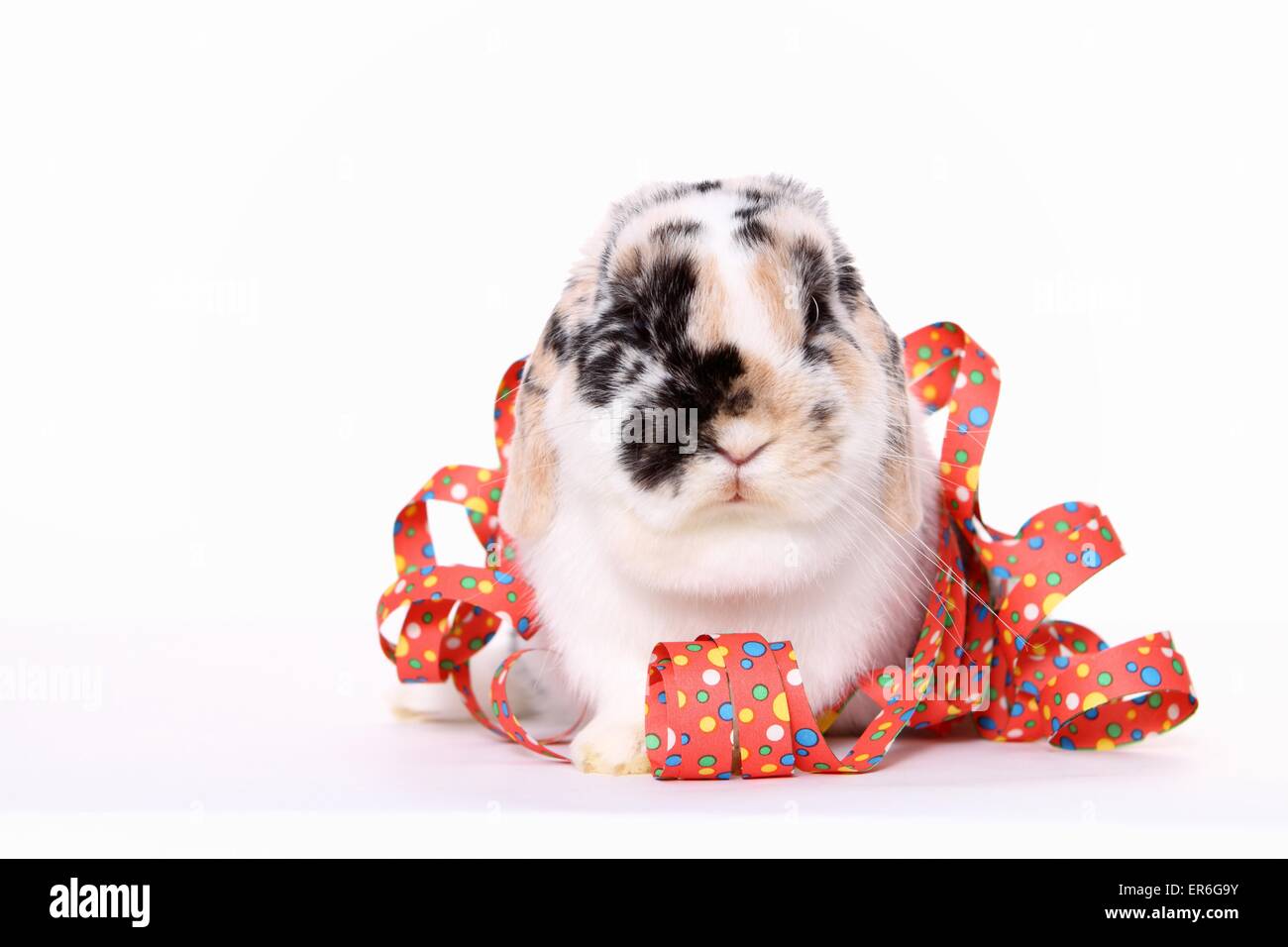 Black white lop eared rabbit hi-res stock photography and images - Alamy