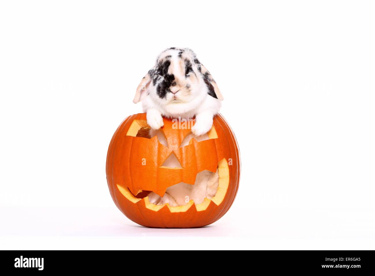 Tricolor lop eared rabbit hi-res stock photography and images - Alamy