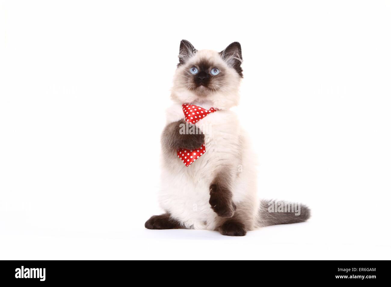 Long neck cat hi-res stock photography and images - Alamy