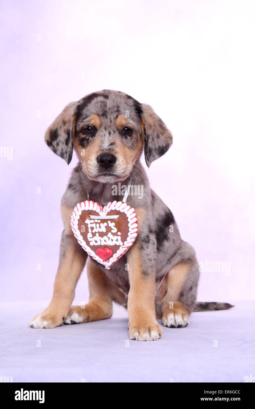 Australian Shepherd Lab Mix Puppies Blue Eyes