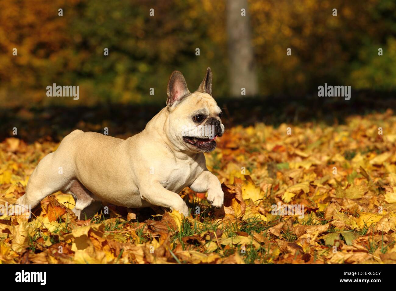 running French Bulldog Stock Photo - Alamy