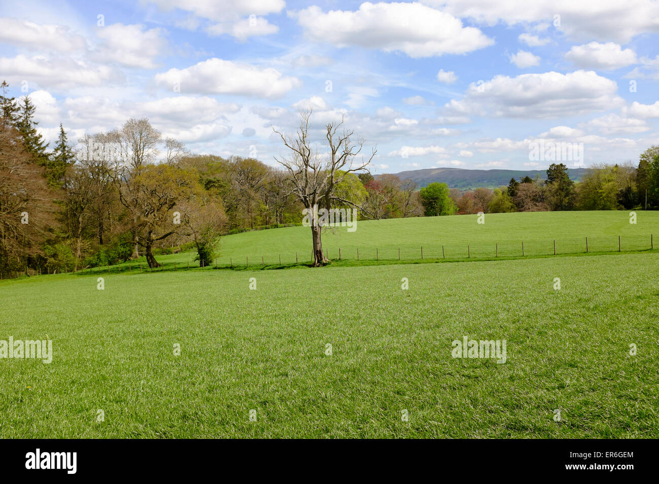 Rural Scenes in the Ribble Valley, Lancashire, UK Stock Photo - Alamy