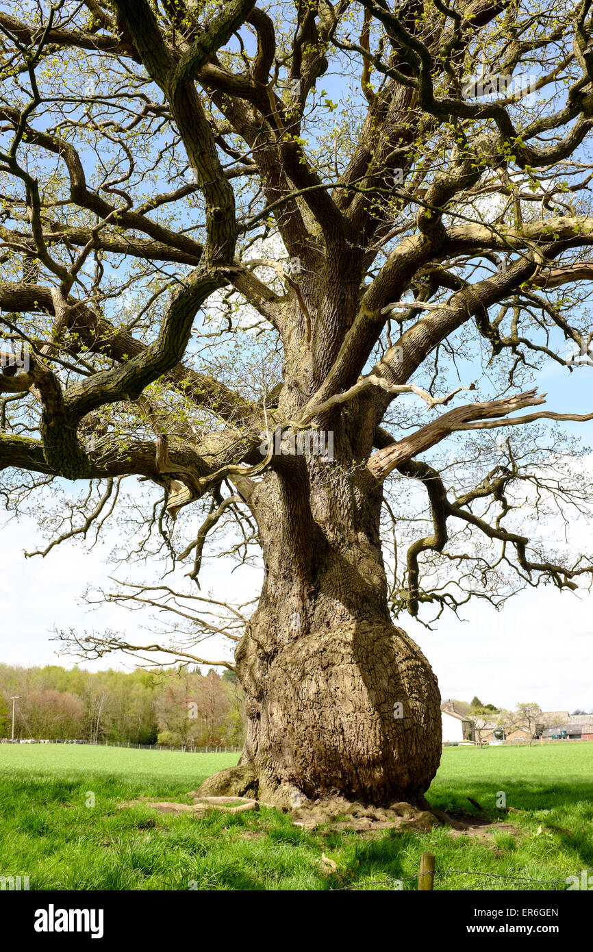 Tree with a bulbous growth in spring in Lancashire UK Stock Photo - Alamy