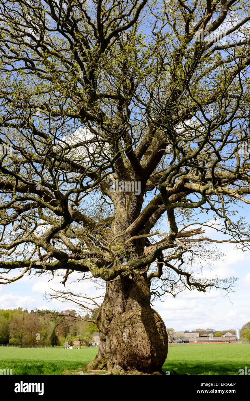 Bulbous tree hi-res stock photography and images - Alamy