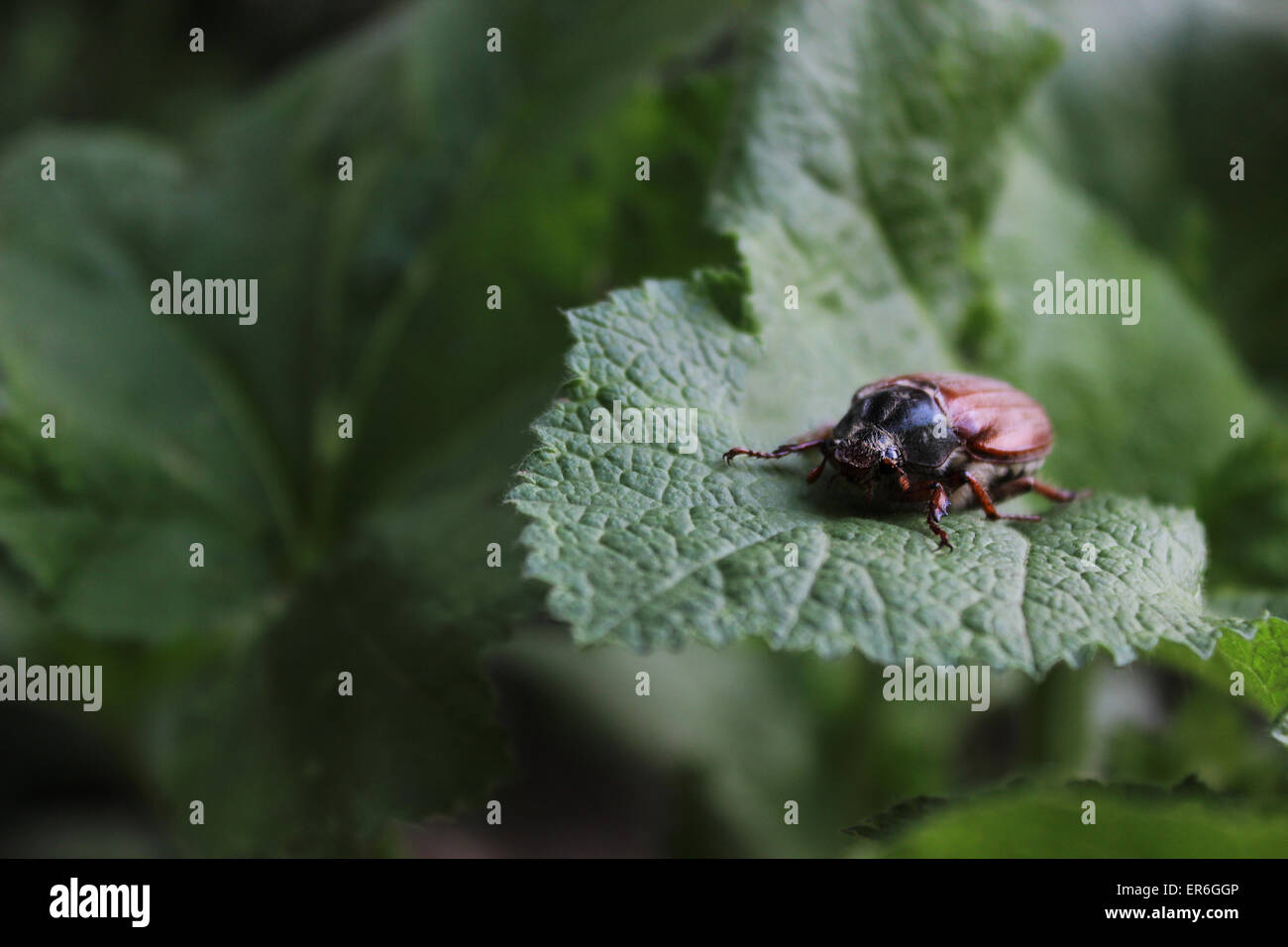 May beetle hi-res stock photography and images - Alamy