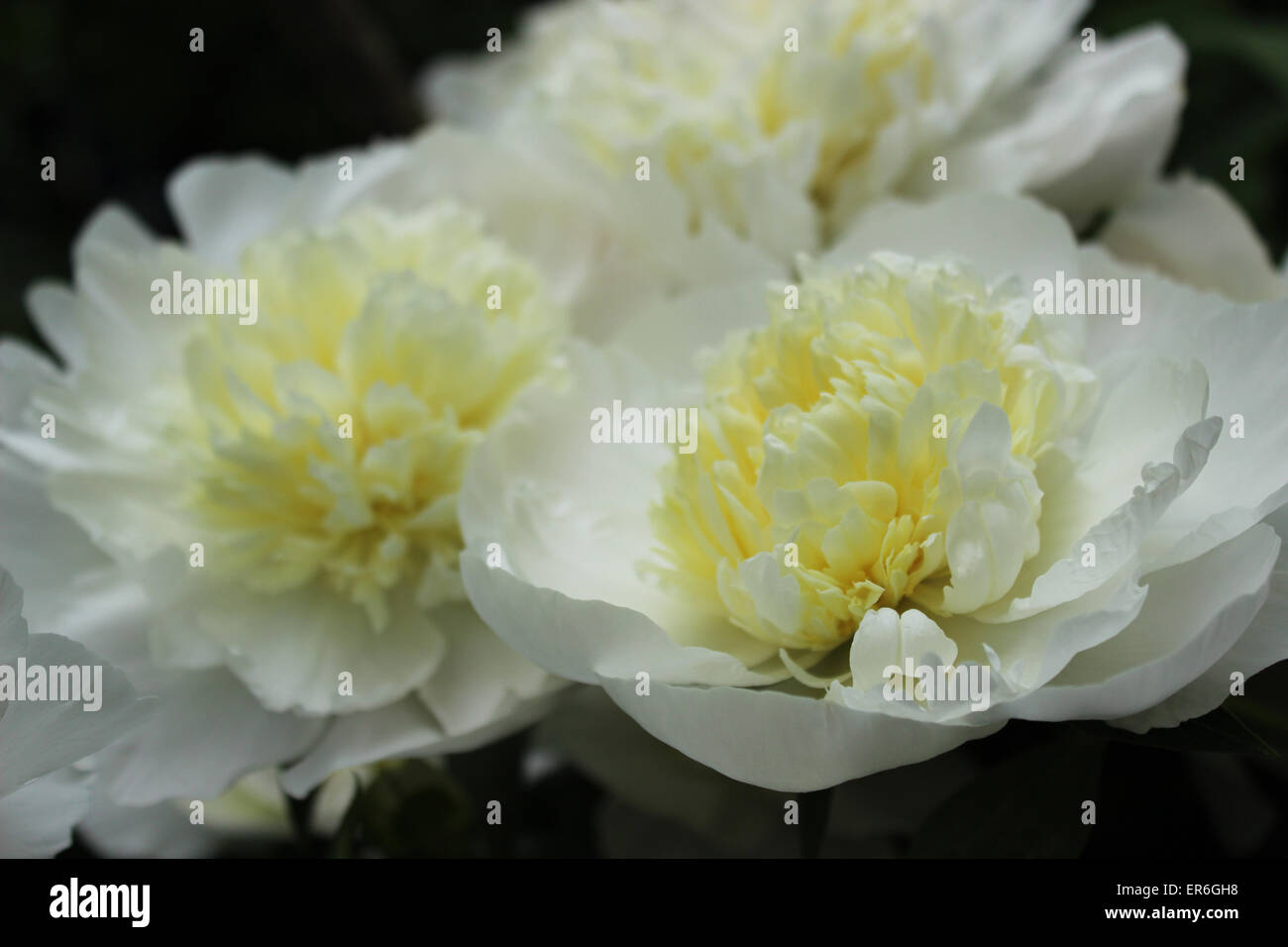 Smelling a plant hi-res stock photography and images - Alamy