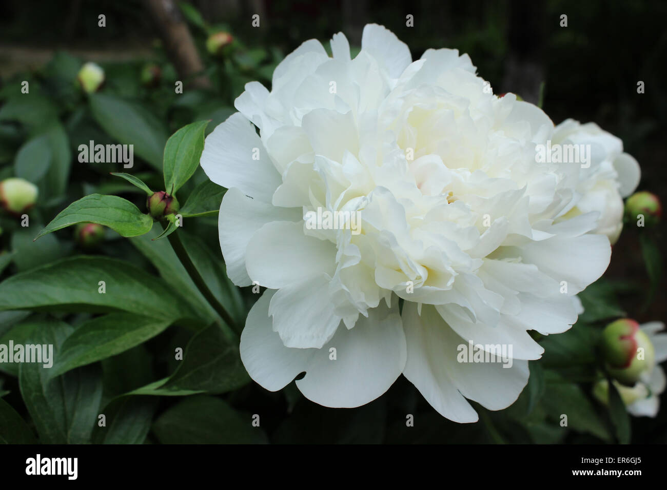 White peonies hi-res stock photography and images - Alamy